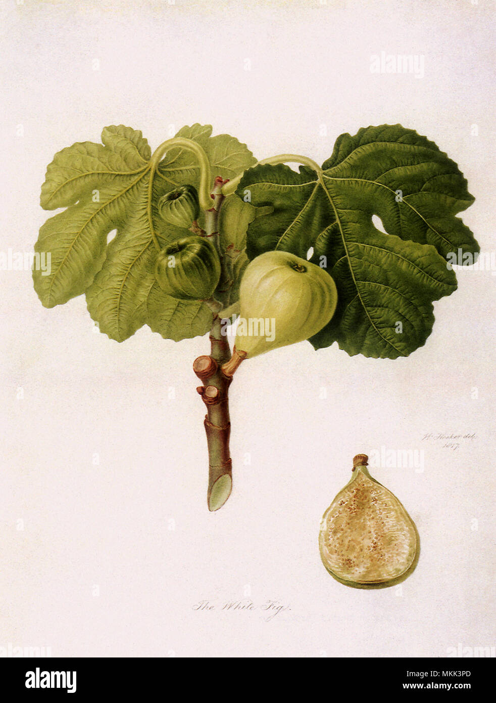 Fig fig hi-res stock photography and images - Alamy