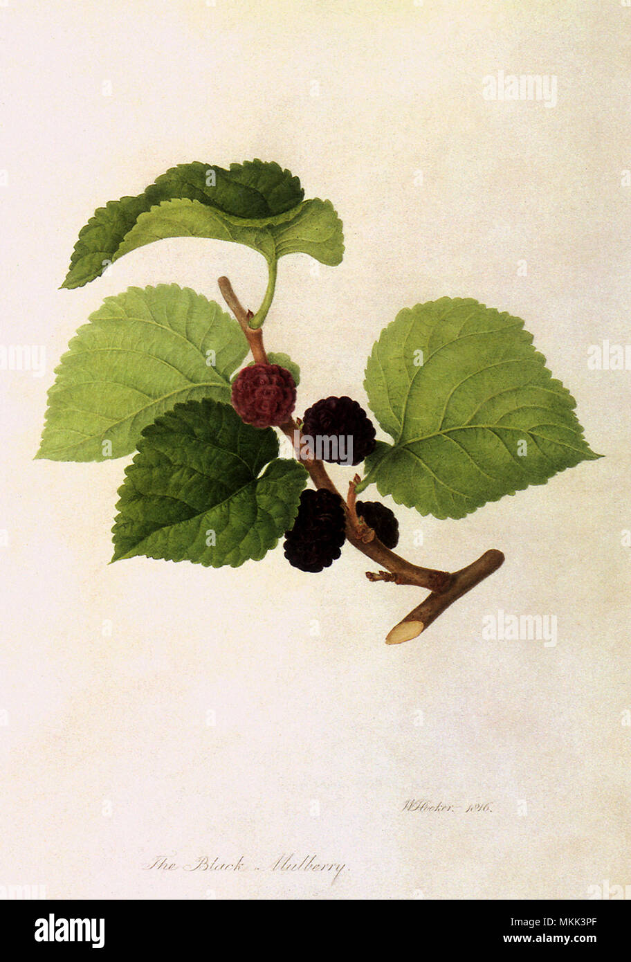 Black mulberry fruits morus nigra hi-res stock photography and images ...