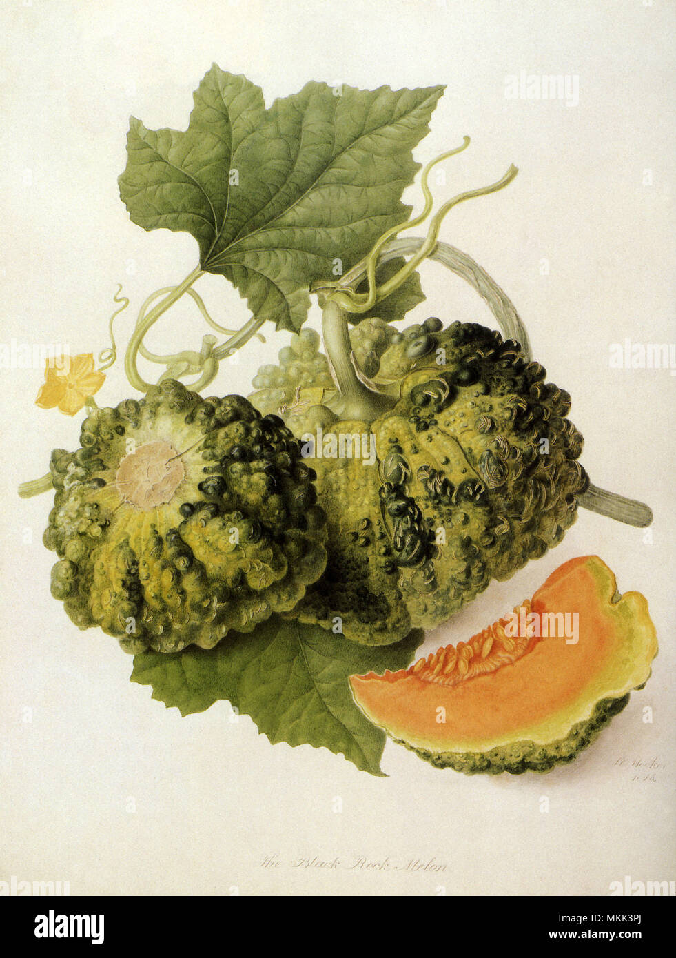 Melon plants hi-res stock photography and images - Alamy