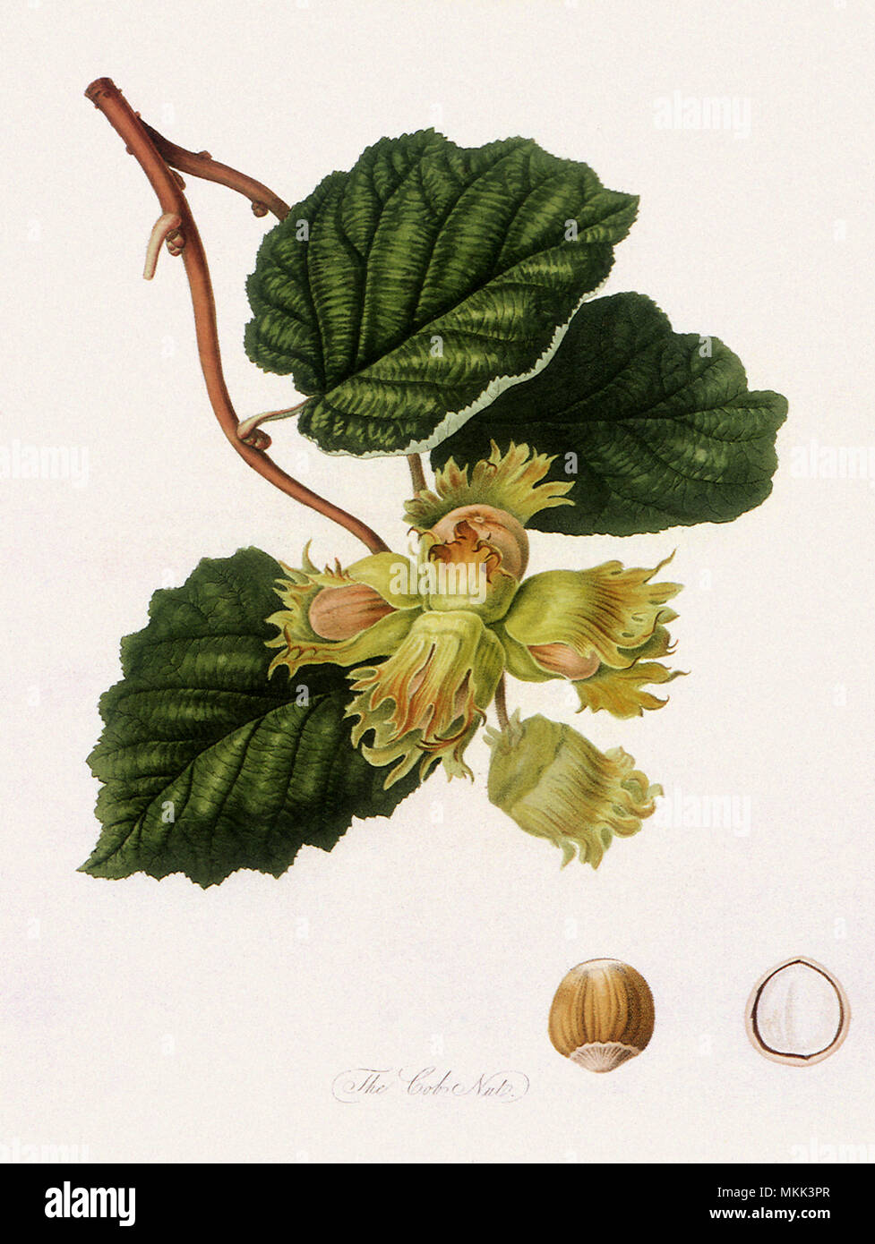 Scientific observation common hi-res stock photography and images - Alamy