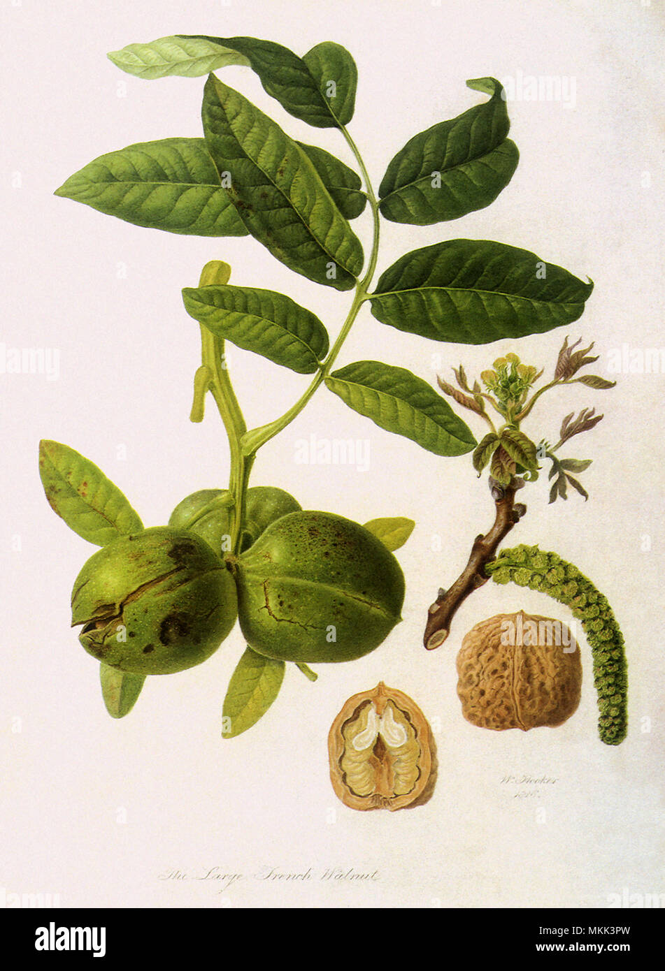 Large French Walnut Stock Photo - Alamy