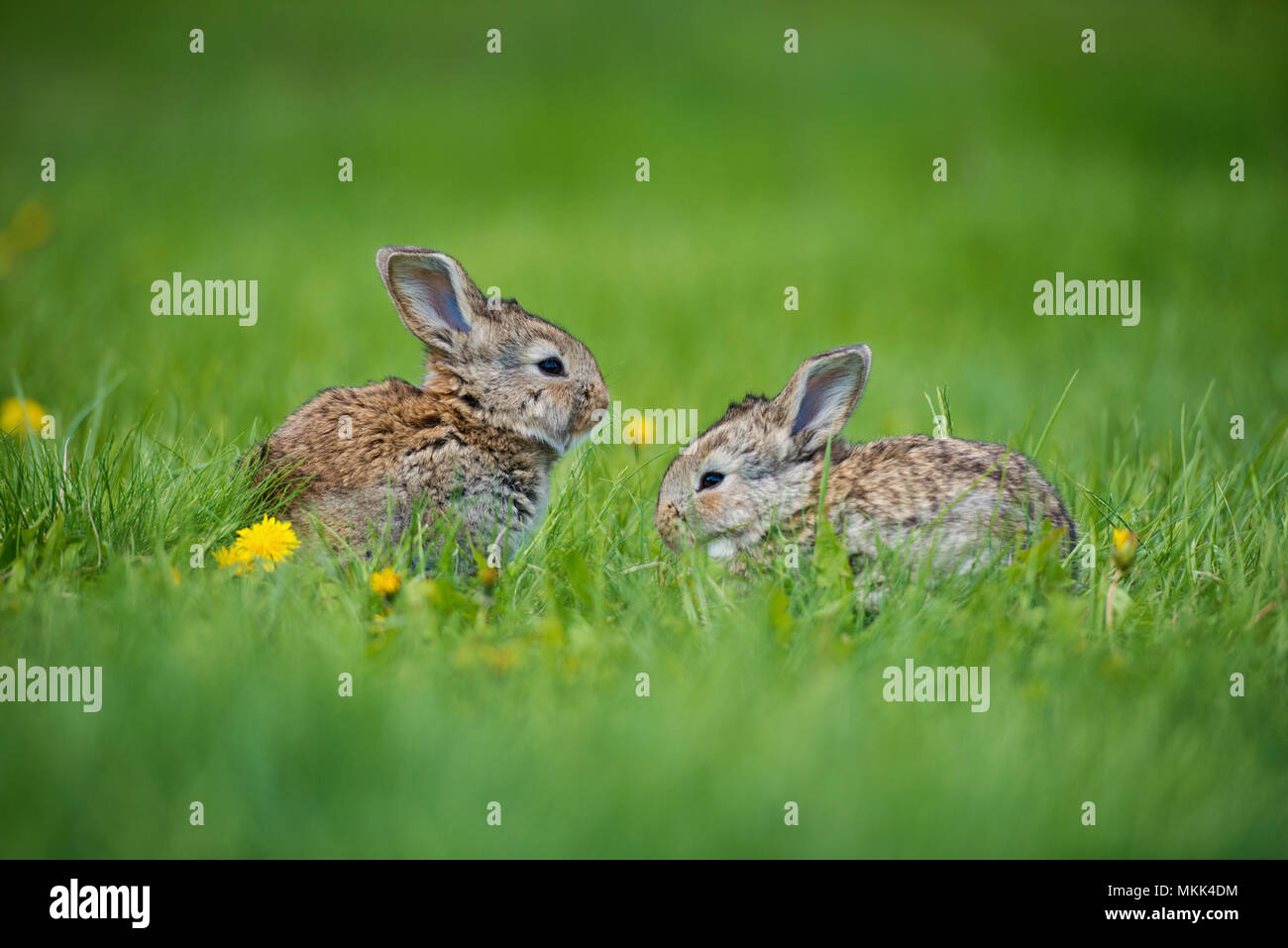 Cute rabbit with flower dandelion sitting in grass. Animal nature ...