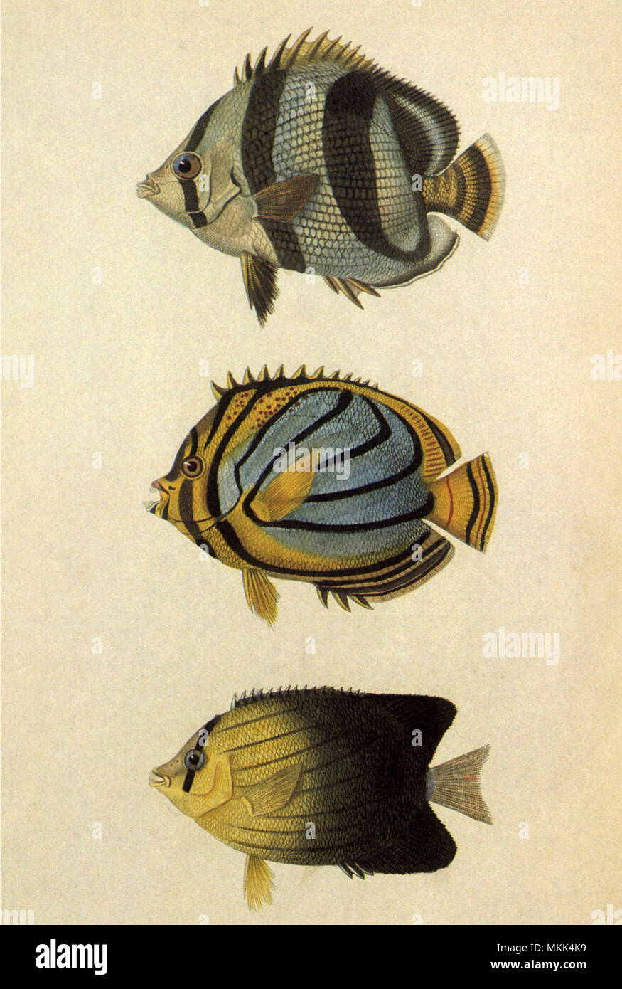 The three beasts hi-res stock photography and images - Alamy