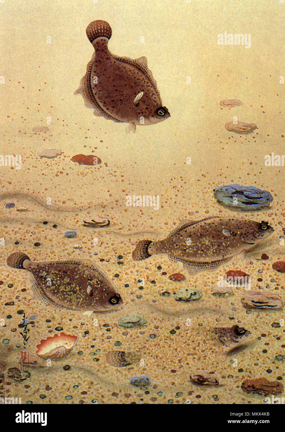 Flounders fish vintage hi-res stock photography and images - Alamy