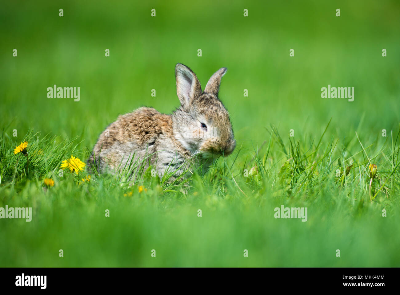 Cute rabbit with flower dandelion sitting in grass. Animal nature ...