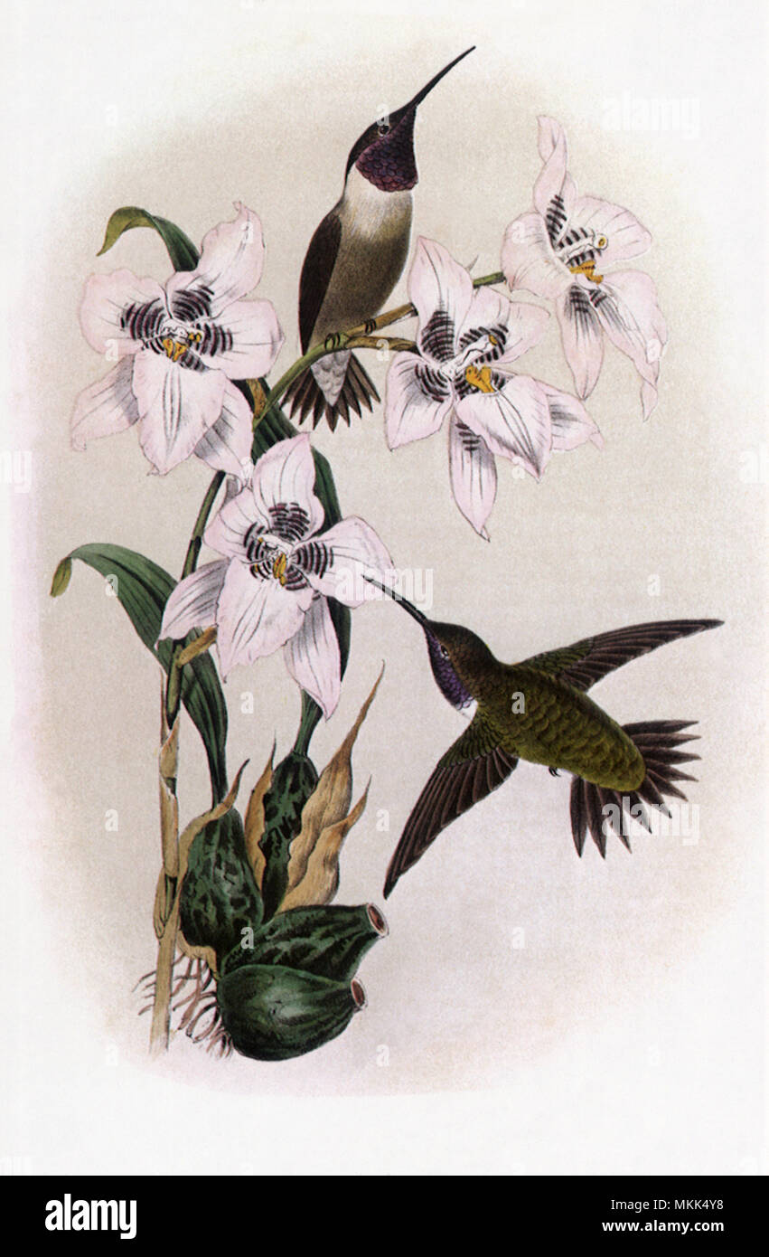 Hummingbirds illustration hi-res stock photography and images - Alamy