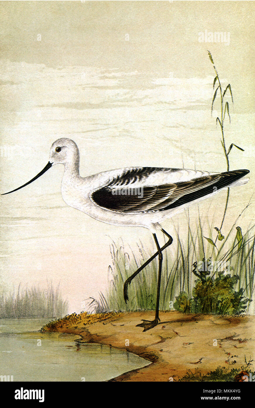 Feathered white hi-res stock photography and images - Alamy