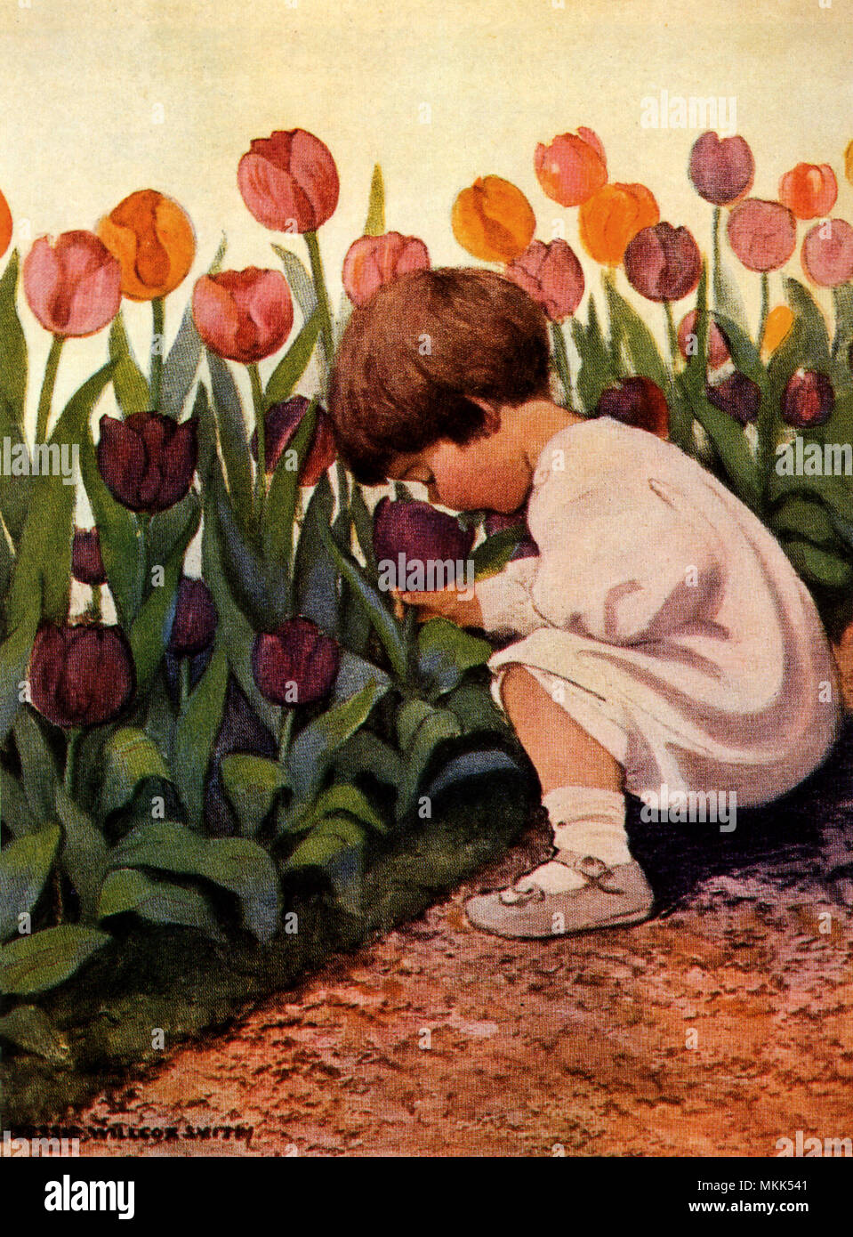 Classic tulip hi-res stock photography and images - Alamy