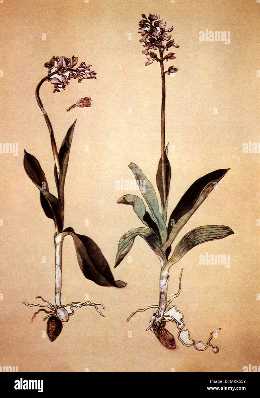 Military plants hi-res stock photography and images - Alamy