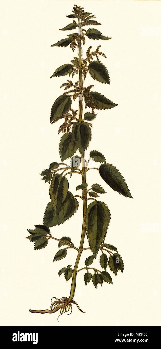 Urtica urtica hi-res stock photography and images - Alamy