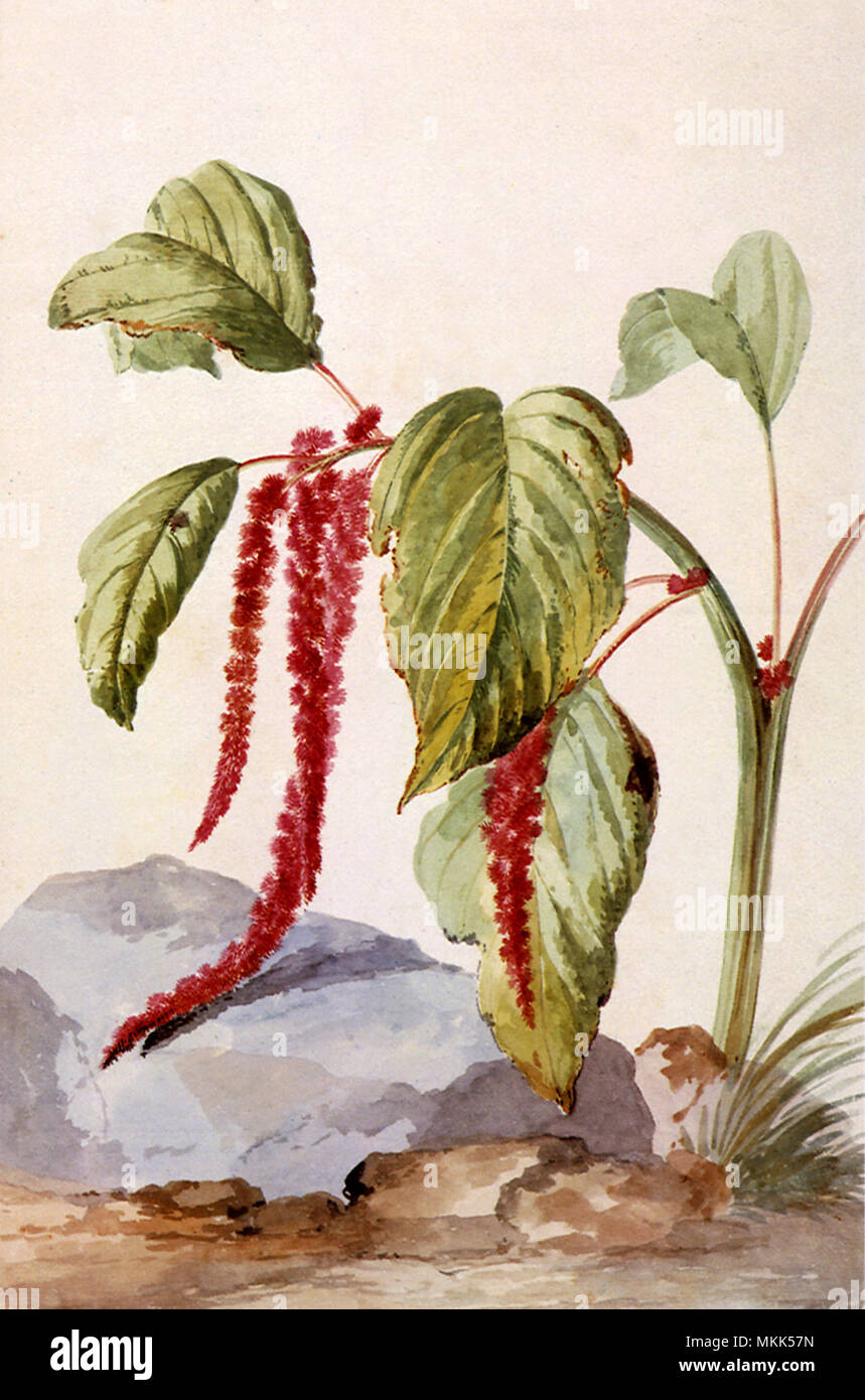 Amaranthus caudatus plant hi-res stock photography and images - Alamy