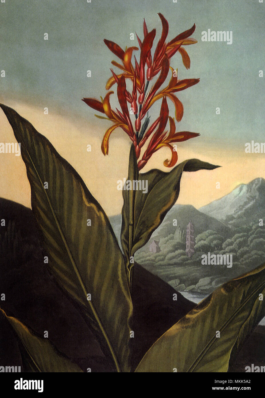 Indian flower reed hi-res stock photography and images - Alamy