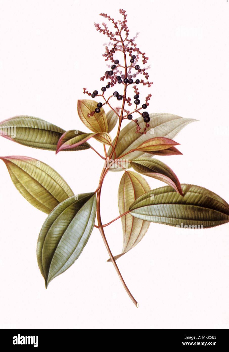 Melastoma plant hi-res stock photography and images - Alamy