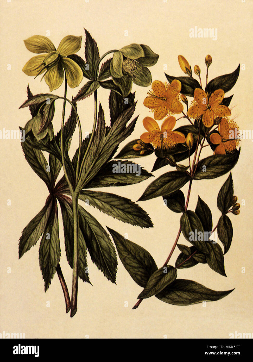 Foetid flowers hi-res stock photography and images - Alamy