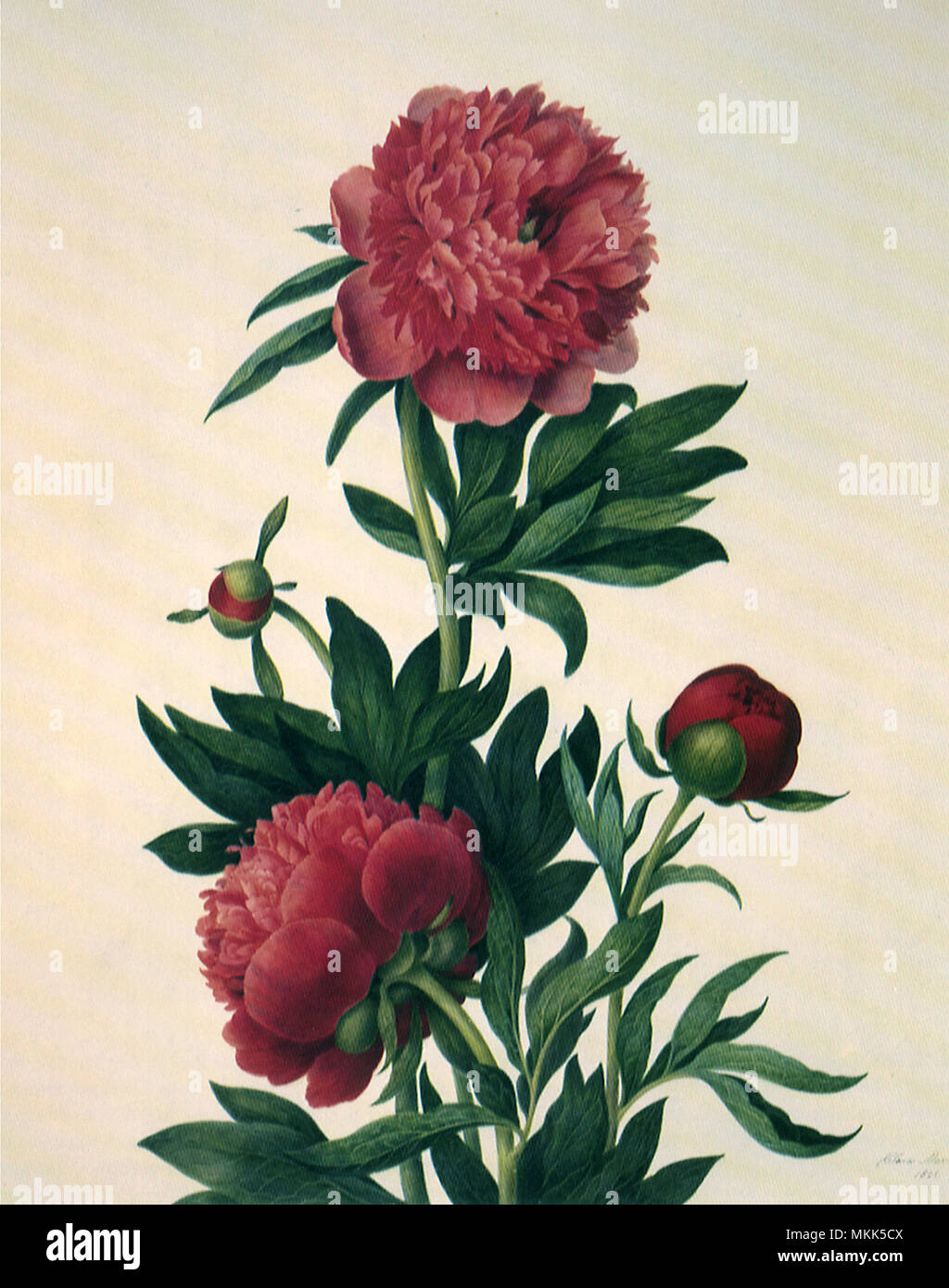Two large peonies hi-res stock photography and images - Alamy