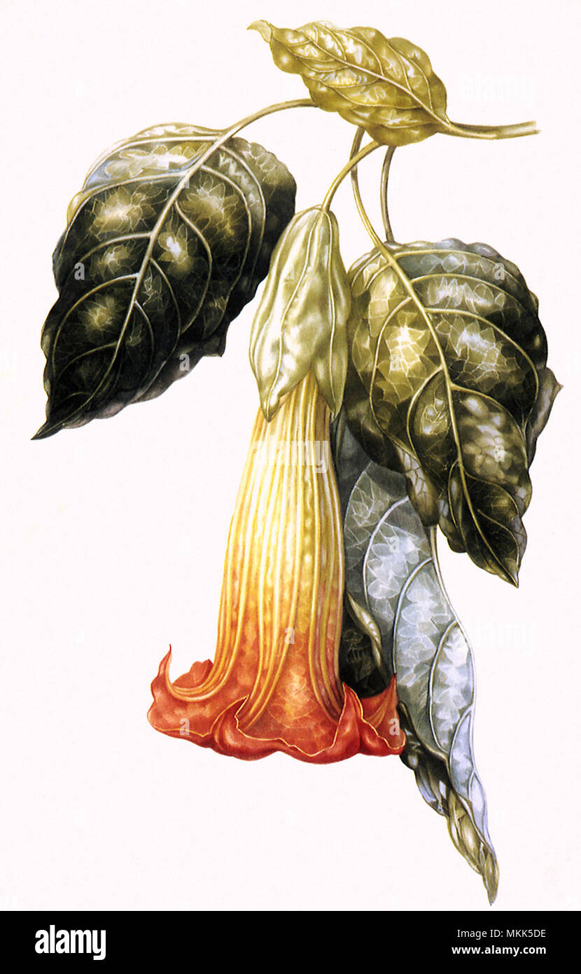 Blooms Datura Plant High Resolution Stock Photography and Images - Alamy