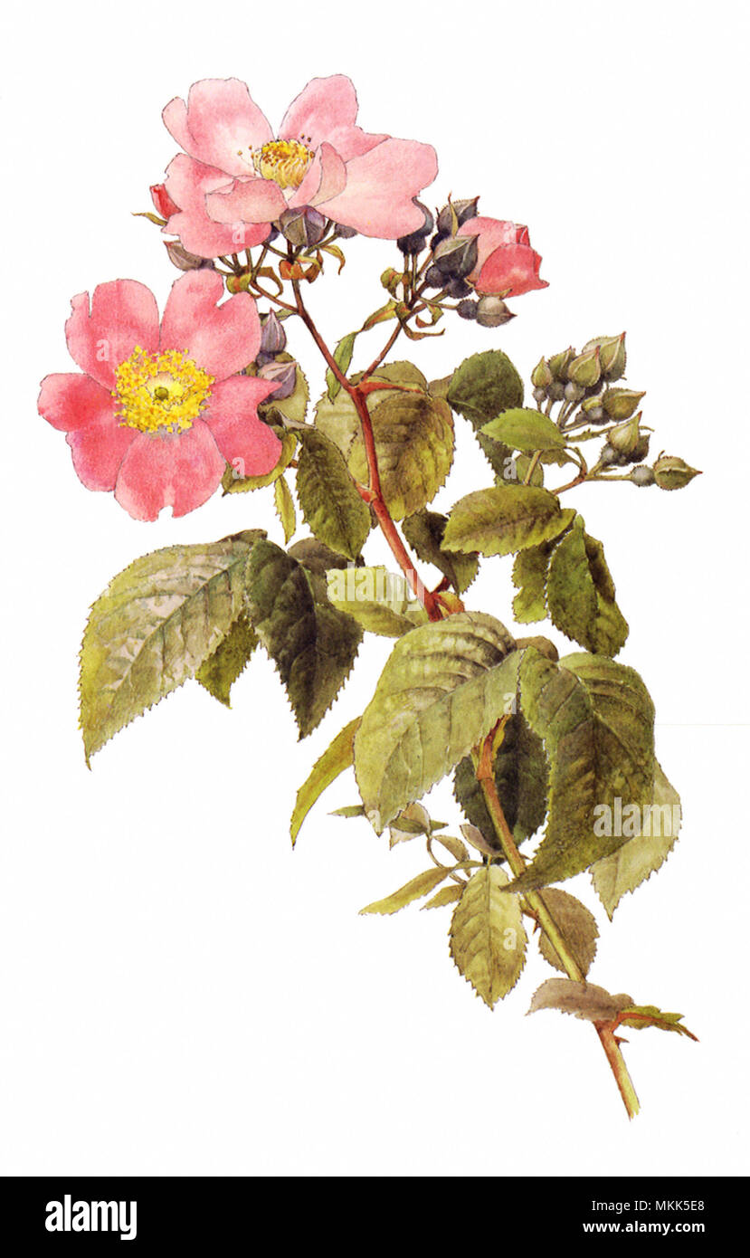 Leafy rose hi-res stock photography and images - Alamy