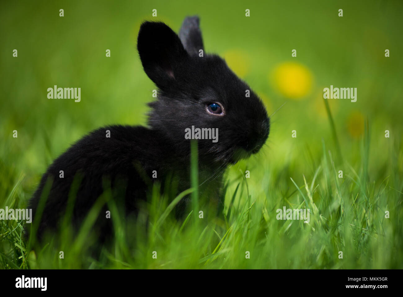 Cute rabbit with flower dandelion sitting in grass. Animal nature ...
