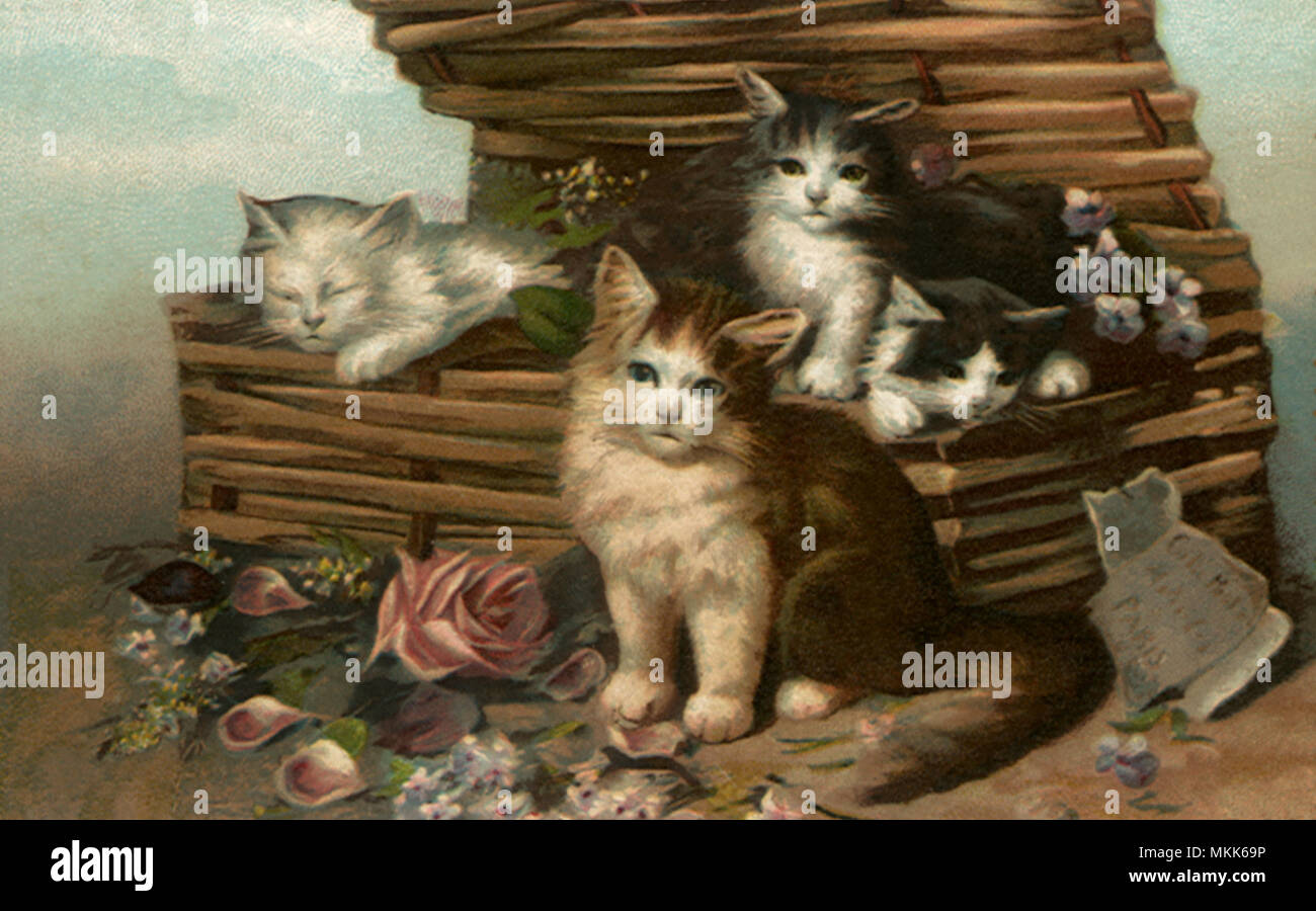 Box of Kittens Stock Photo - Alamy