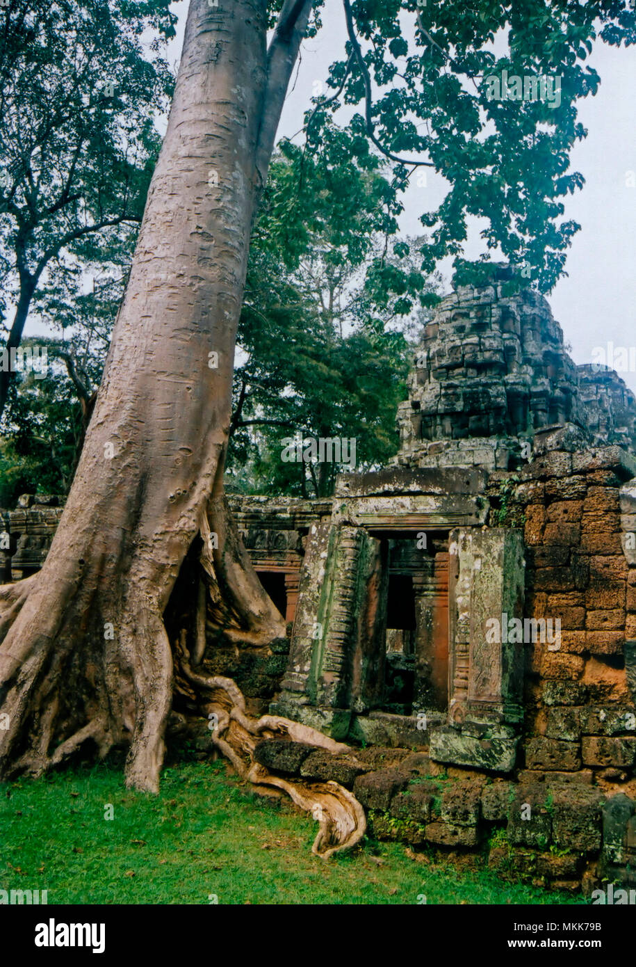 nature reclaims the ancient khmer city of angkor watt in cambodia Stock ...