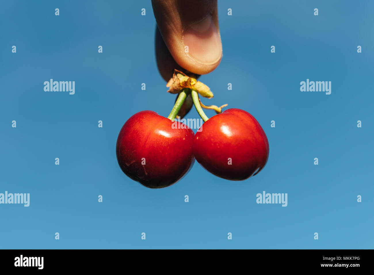 Big cherries just taken from a cherry tree Stock Photo - Alamy