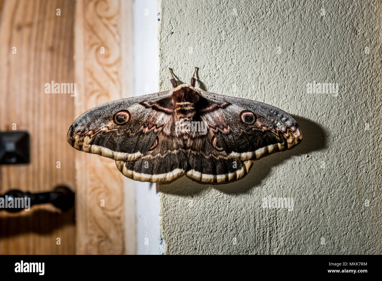 Giant peacock moth on a wall Stock Photo - Alamy