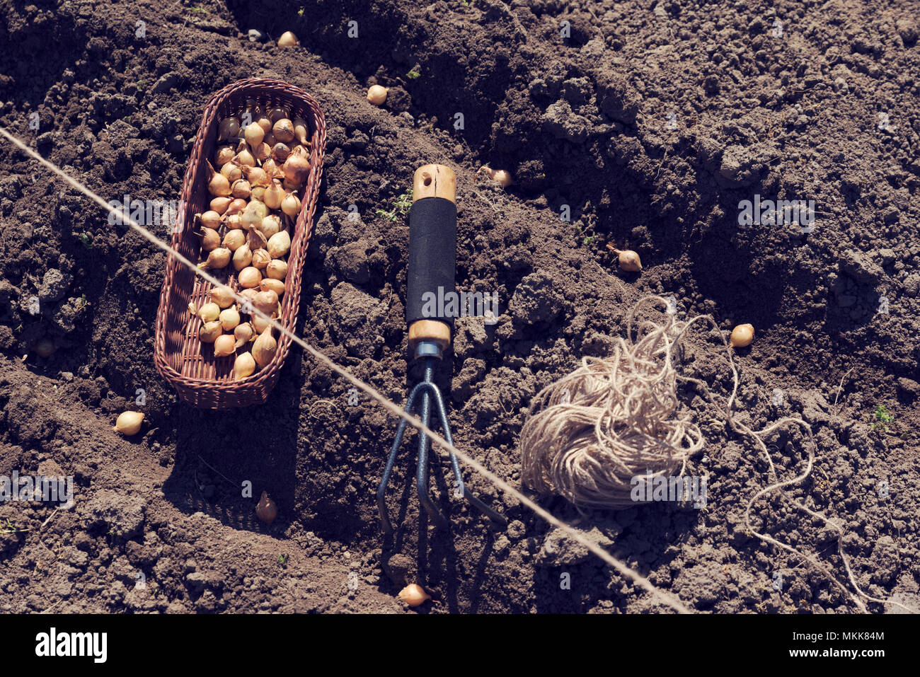 Basket and furrows with onion sets and twine Stock Photo - Alamy