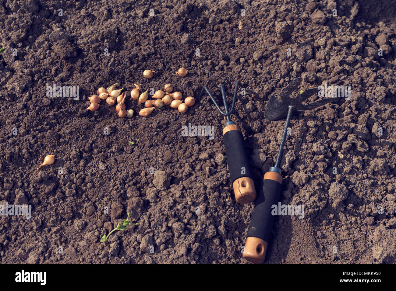 Onion seed production at farmer field hi-res stock photography and ...