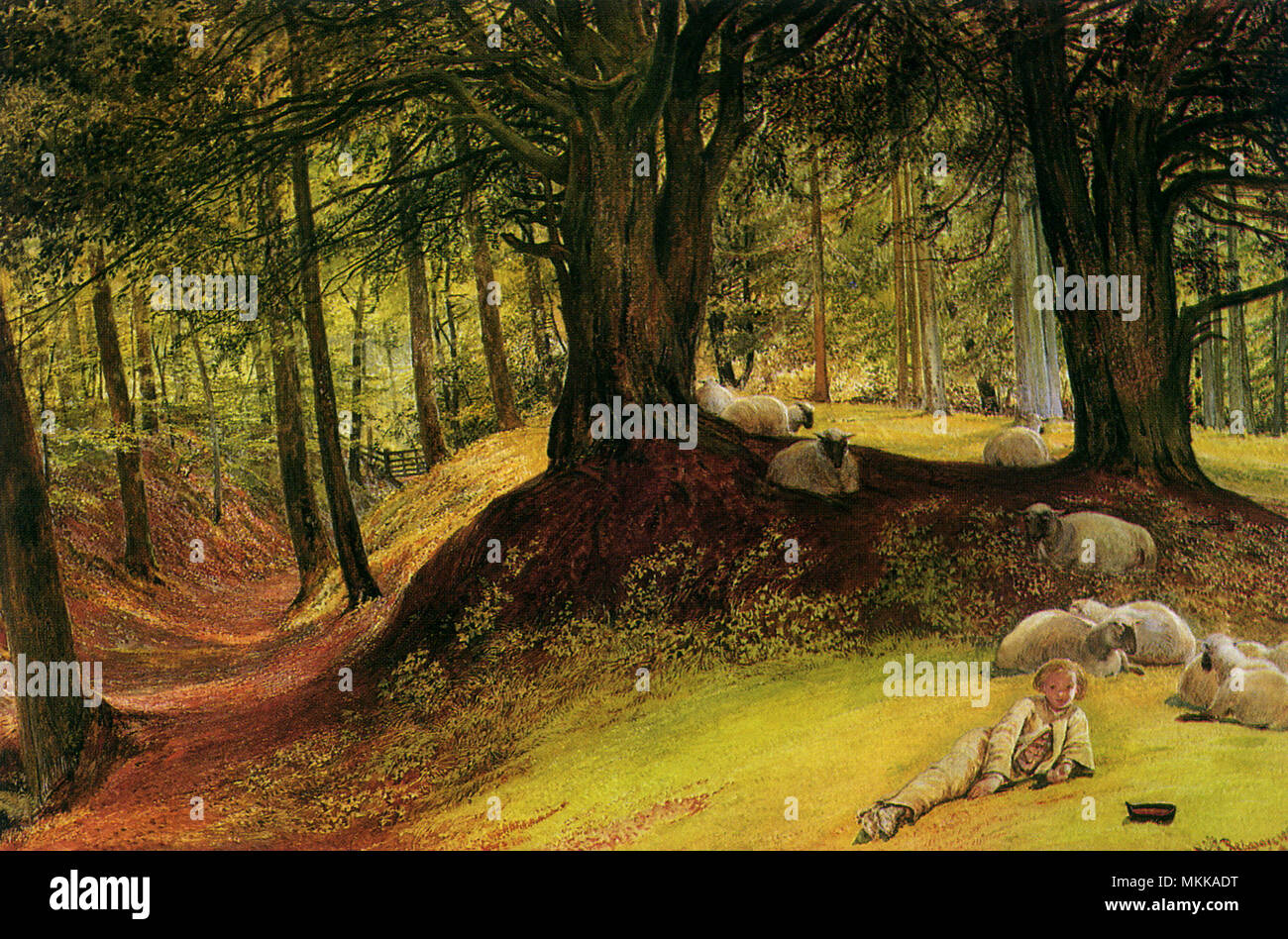 Parkhurst Woods, Abinger Stock Photo - Alamy