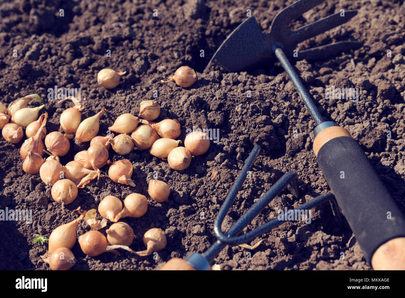 Planting onion sets with hand gardening tools Stock Photo - Alamy