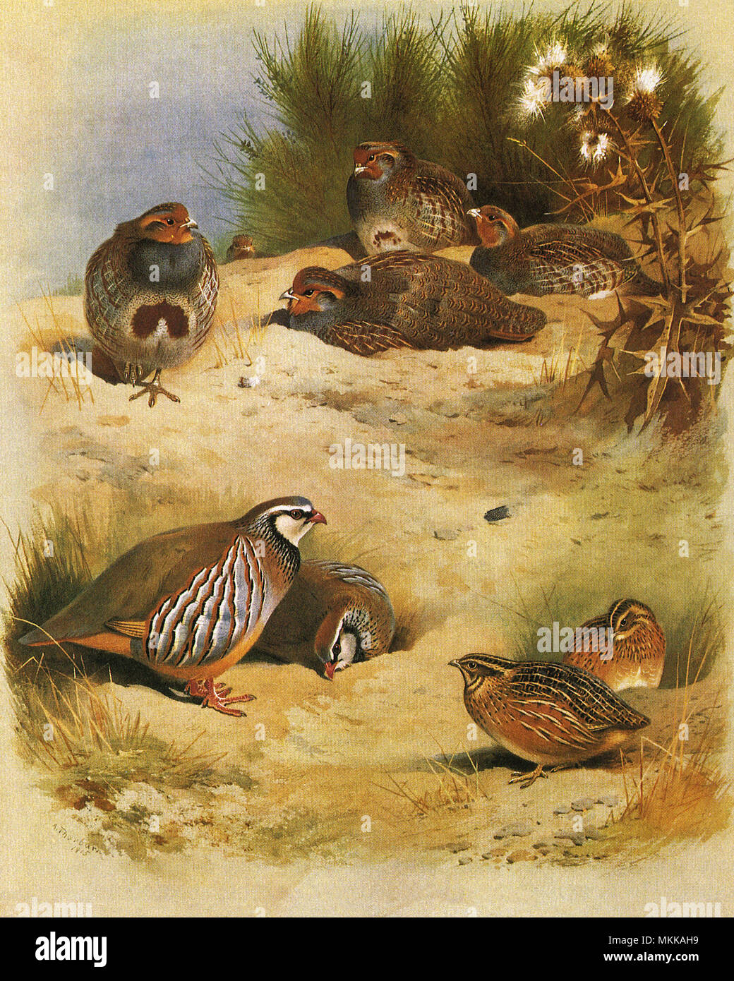 Ground quail hi-res stock photography and images - Alamy