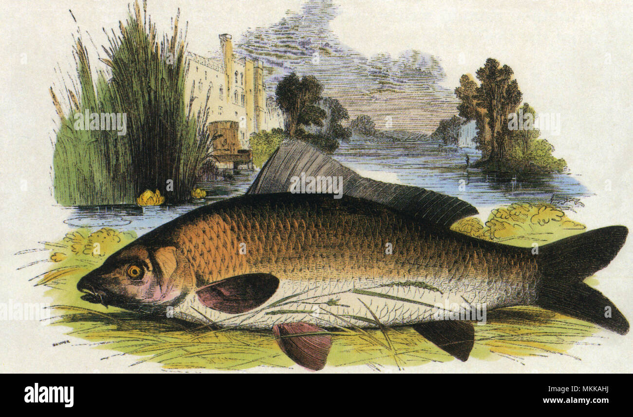 Common Carp on Ground Stock Photo - Alamy