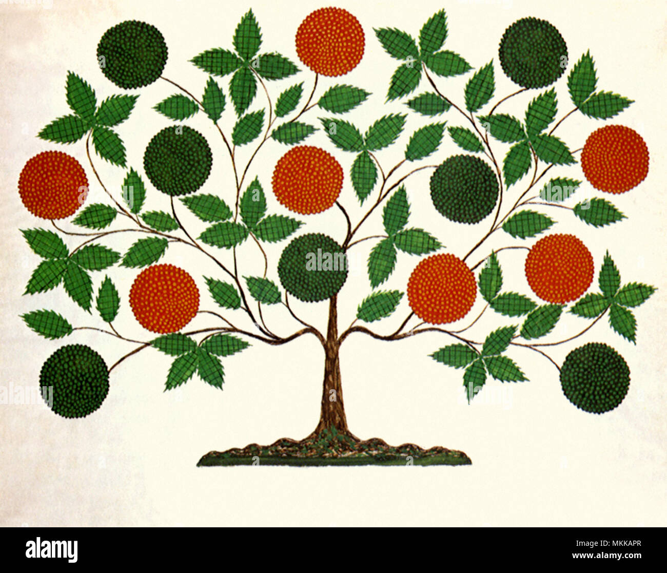 The Tree of Life Stock Photo - Alamy