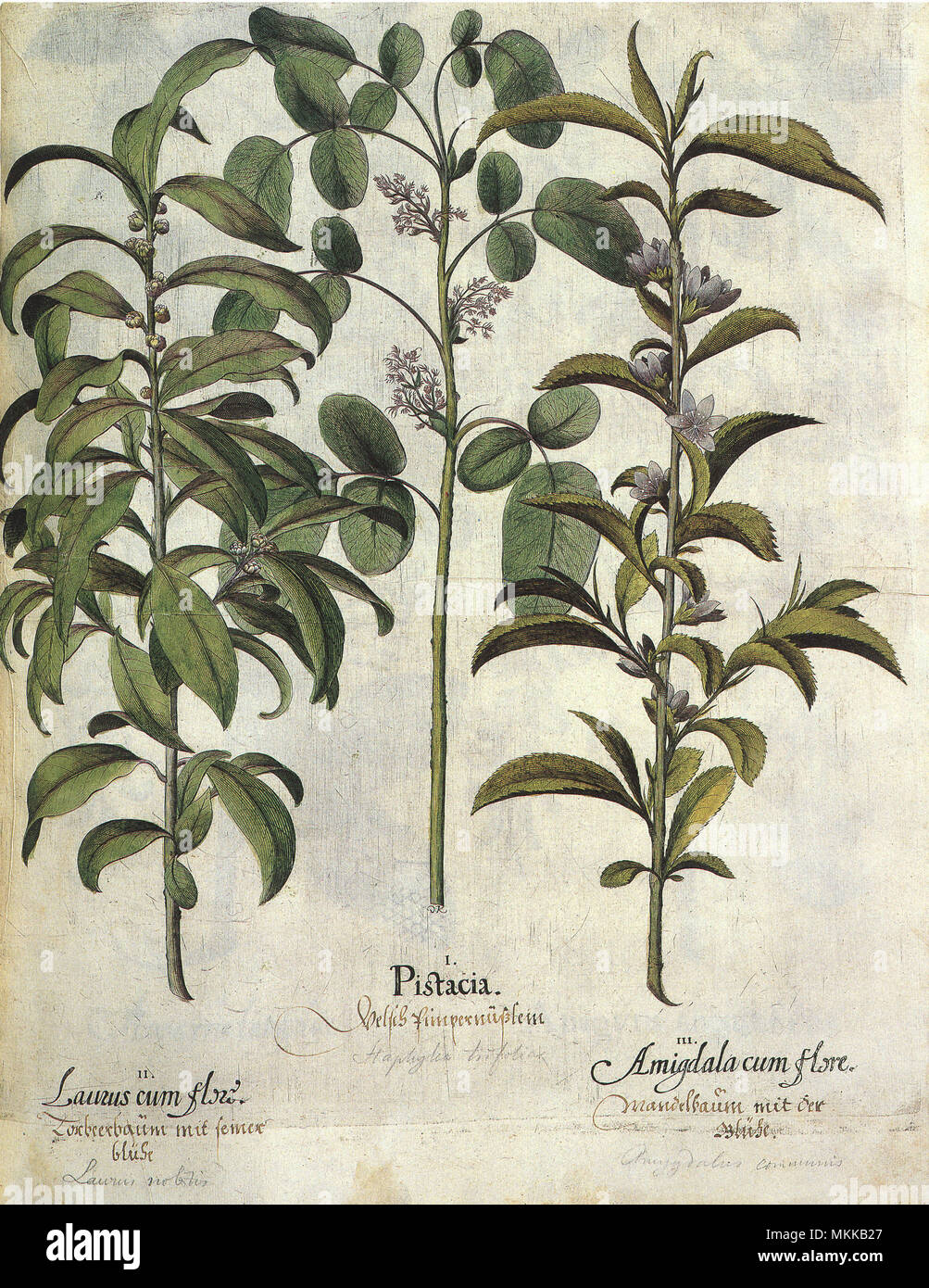 Spices and botanicals hi-res stock photography and images - Alamy