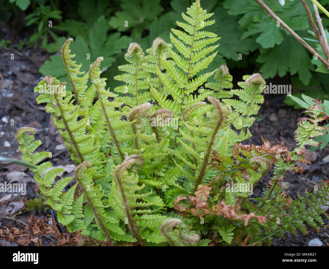 The new spring growth on the fern Dryopteris affinis Crispa Stock Photo ...