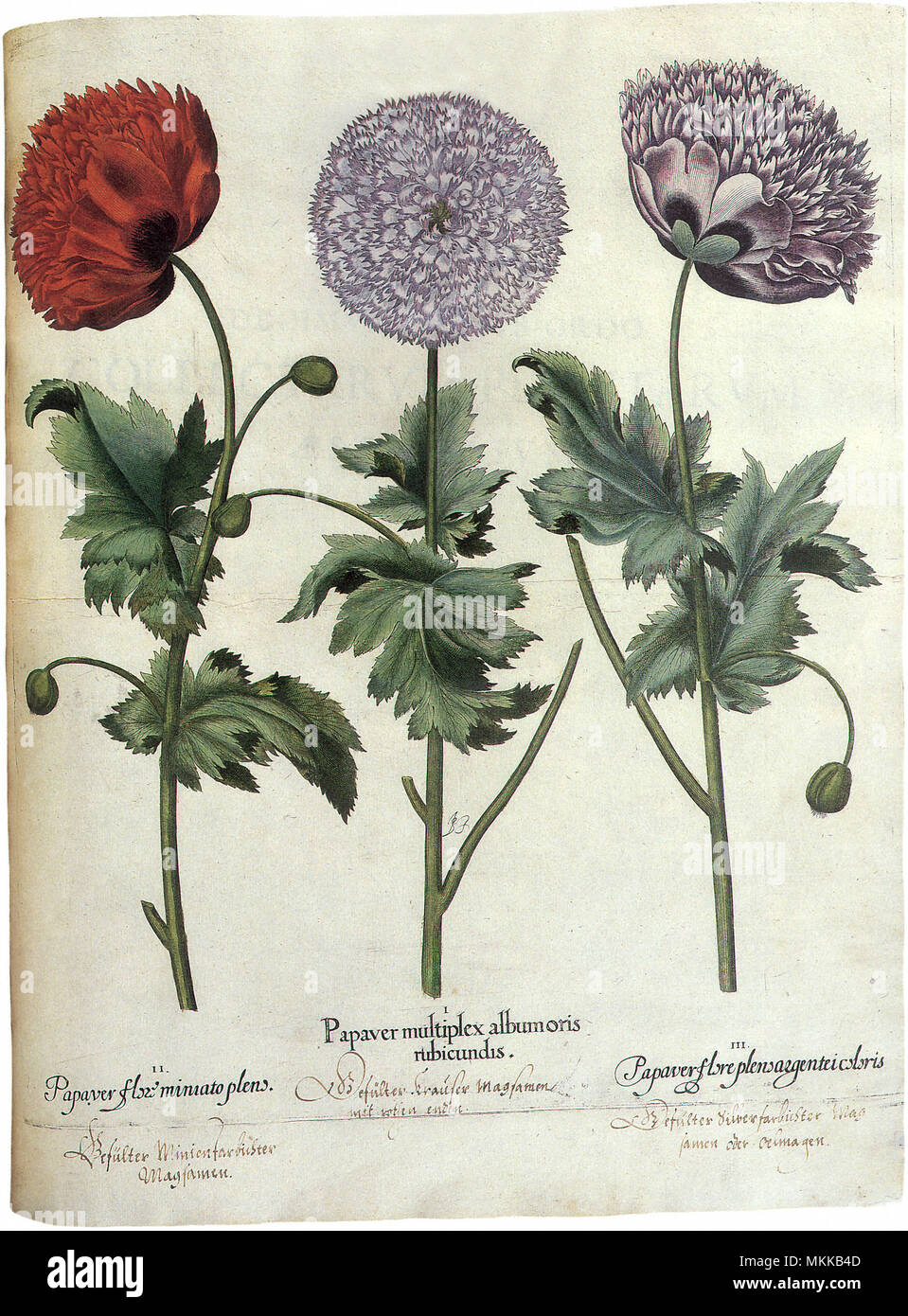 Poppies, Papaver hortensis Stock Photo - Alamy
