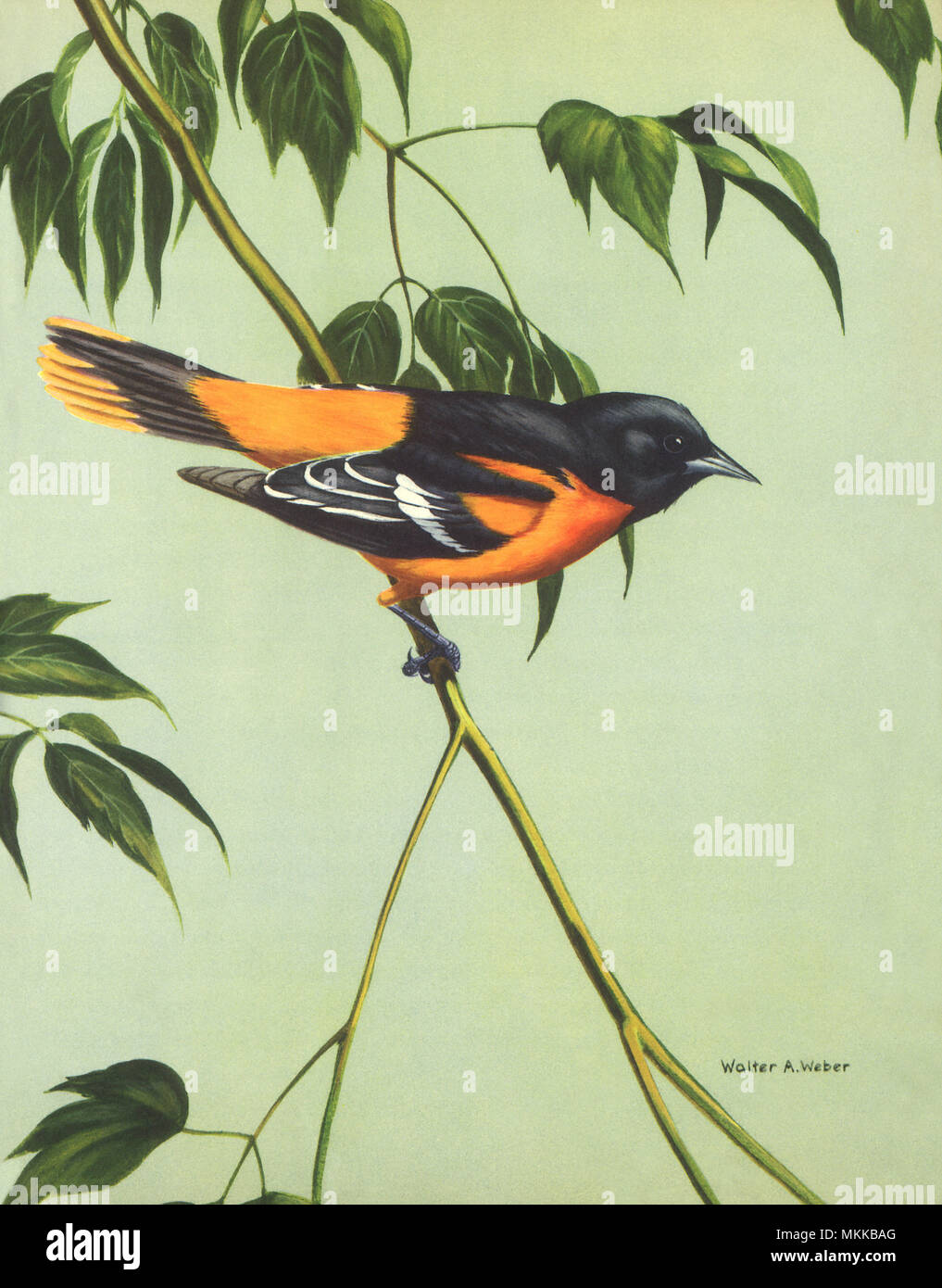 Oriole bird oriole birds hi-res stock photography and images - Alamy
