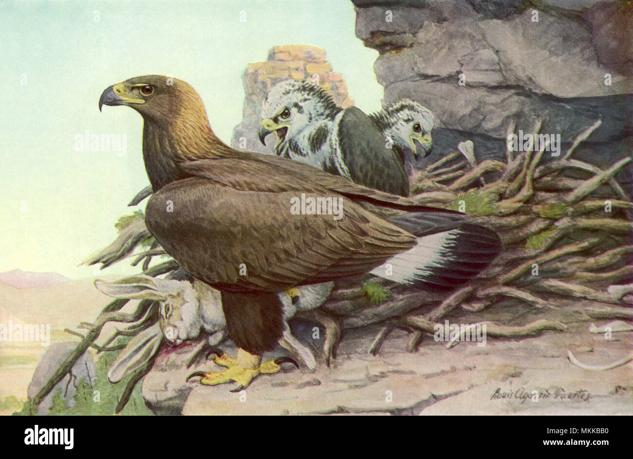 Eagle and rabbit hi-res stock photography and images - Alamy