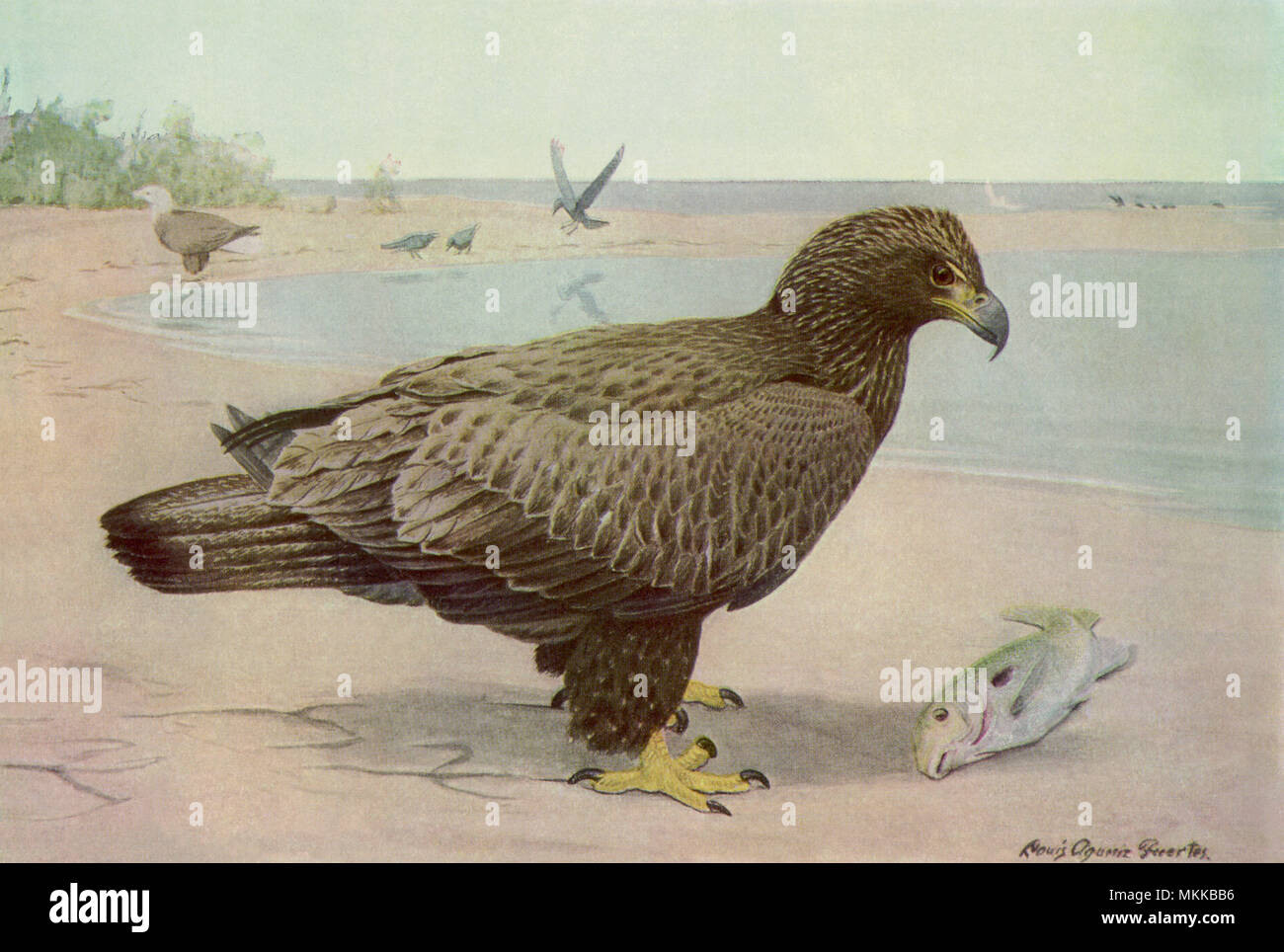 Bald eagle vintage illustration hi-res stock photography and images - Alamy