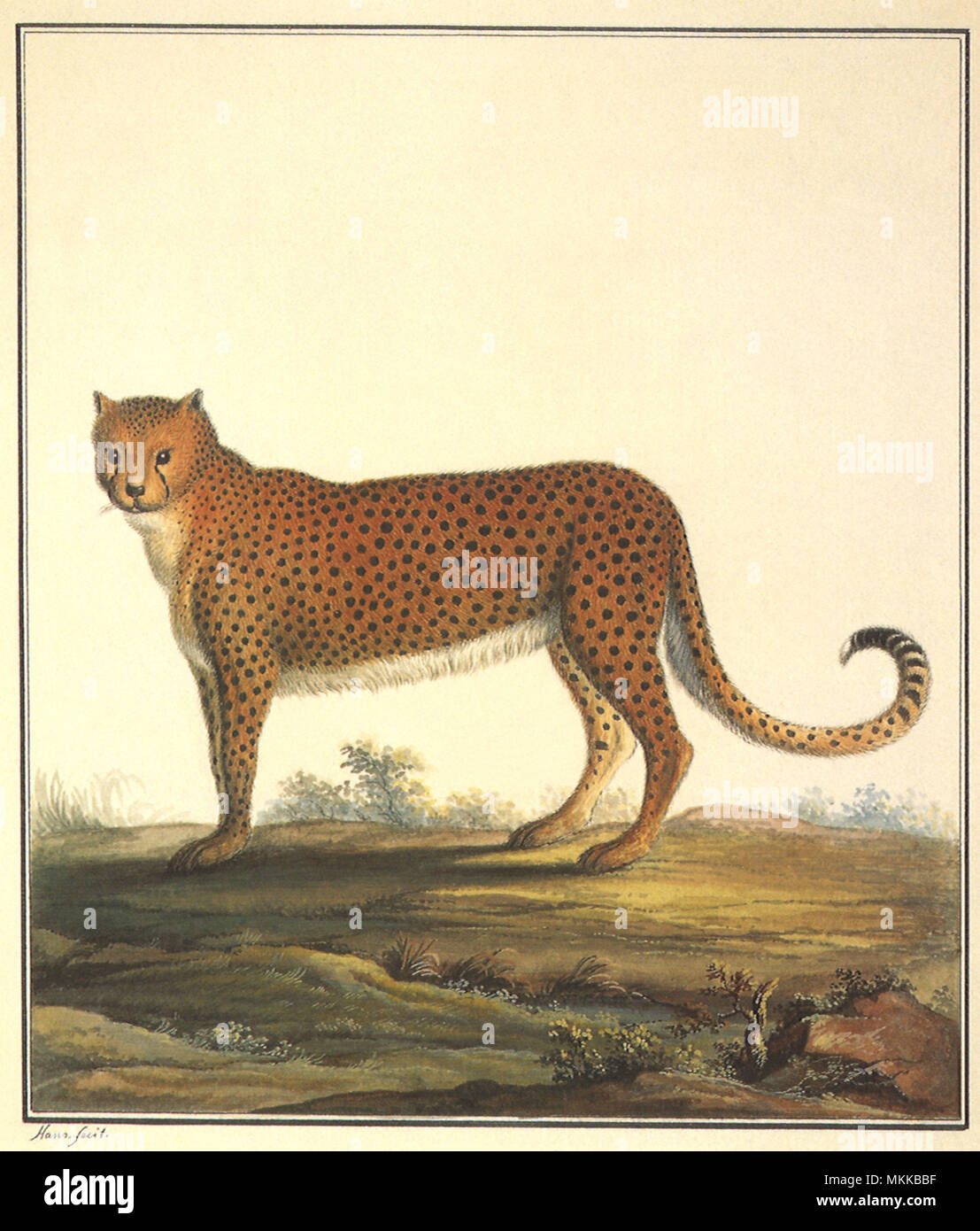 Acinonyx jubatus illustration hi-res stock photography and images - Alamy