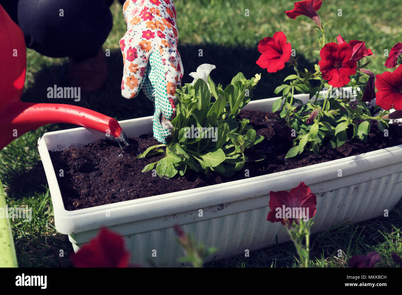 Spring flowers planting and watering Stock Photo - Alamy