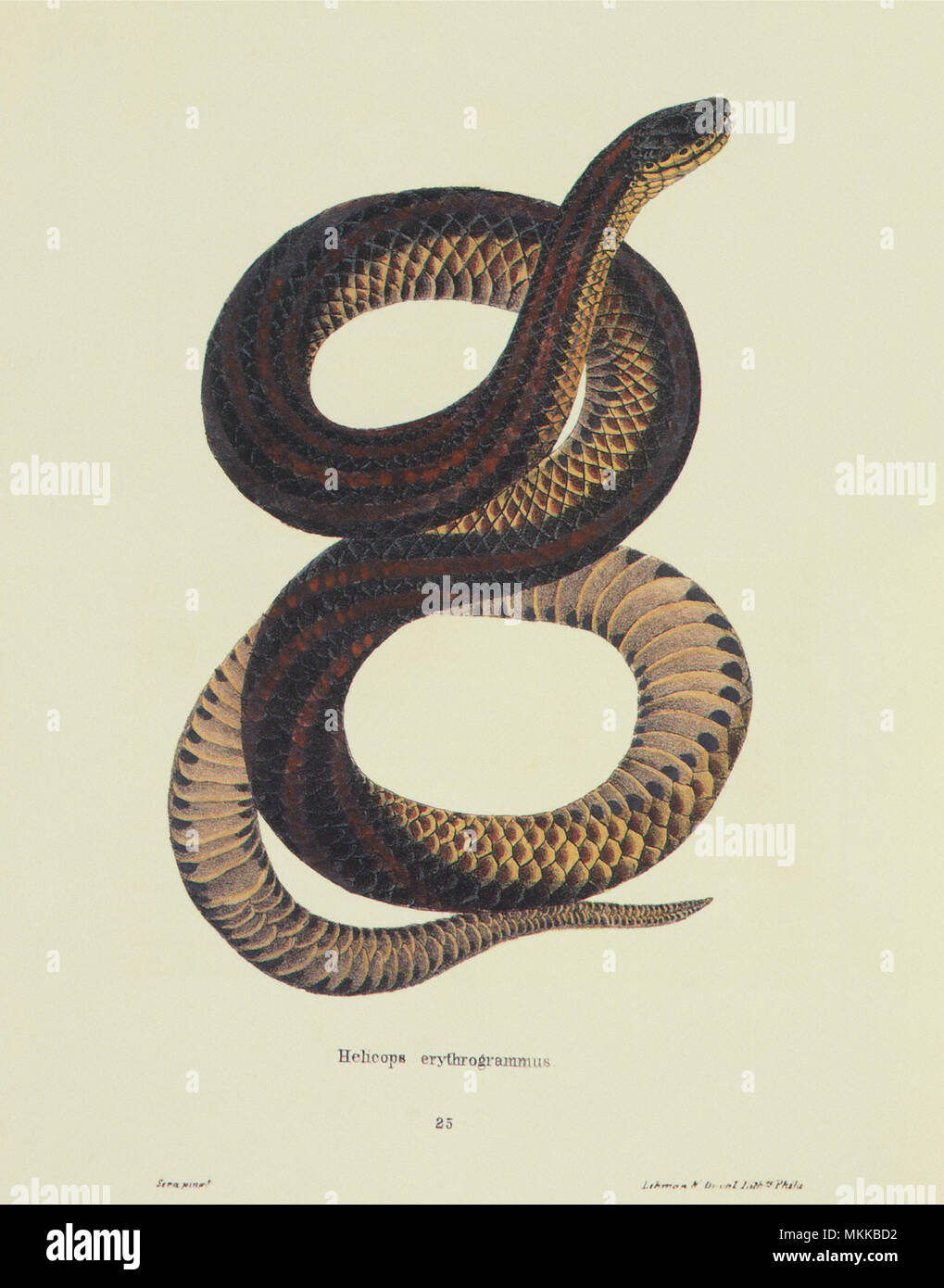 Rainbow Snake, Farancia erytrogramma Stock Photo - Alamy
