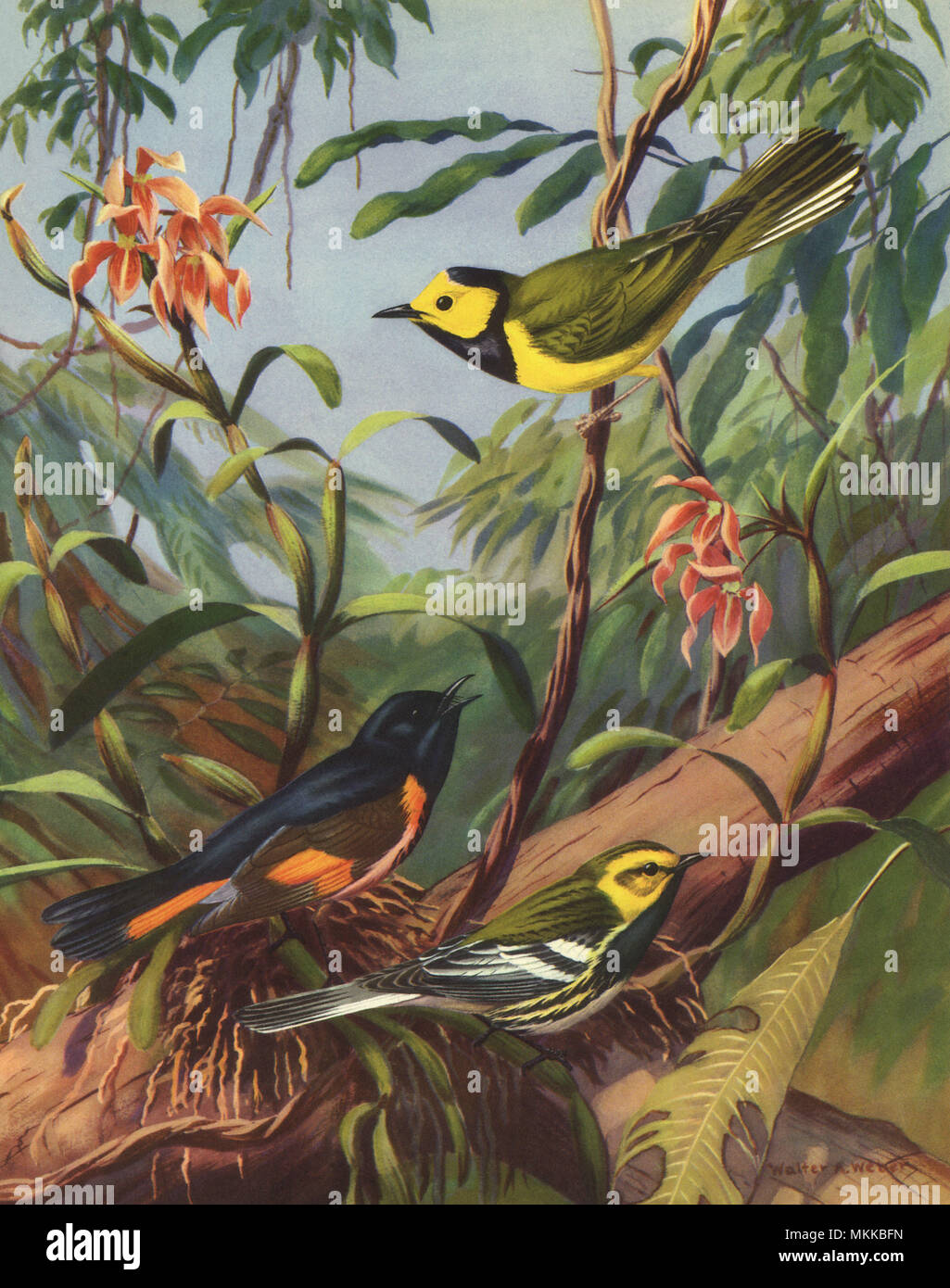 Three Birds on Branches Stock Photo - Alamy