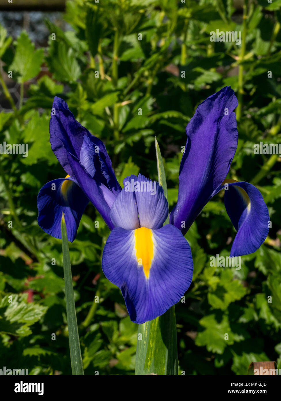 Deep throat flower hi-res stock photography and images - Alamy