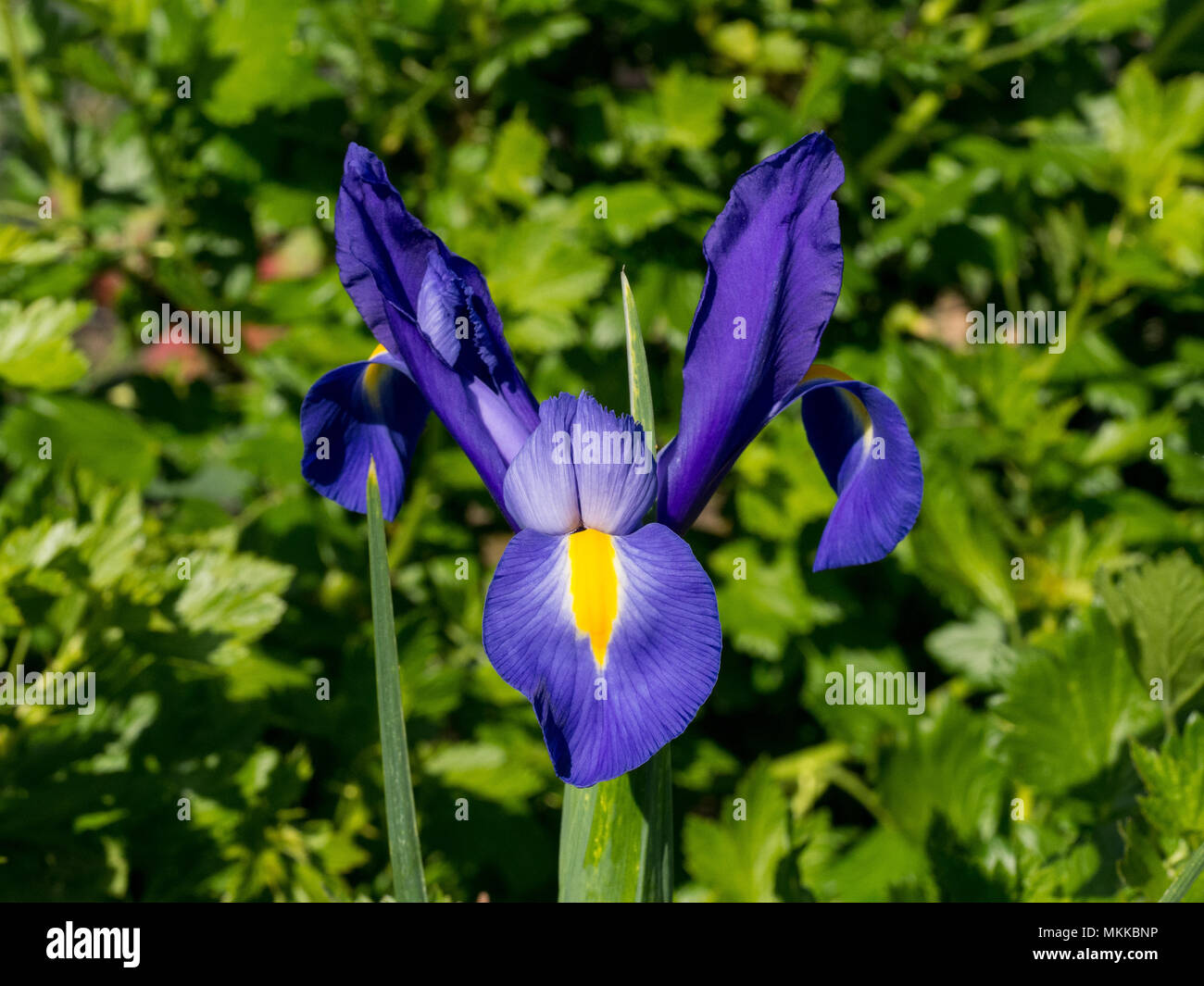 Close up of a single deep blue dutch iris flower against a foliage ...