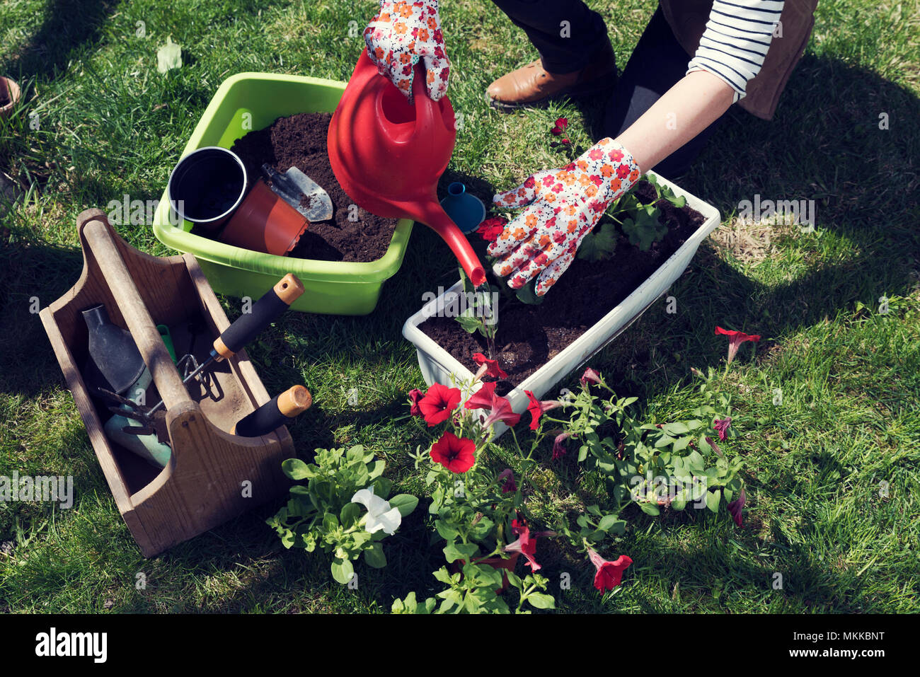 Ipomoea red pot hi-res stock photography and images - Alamy
