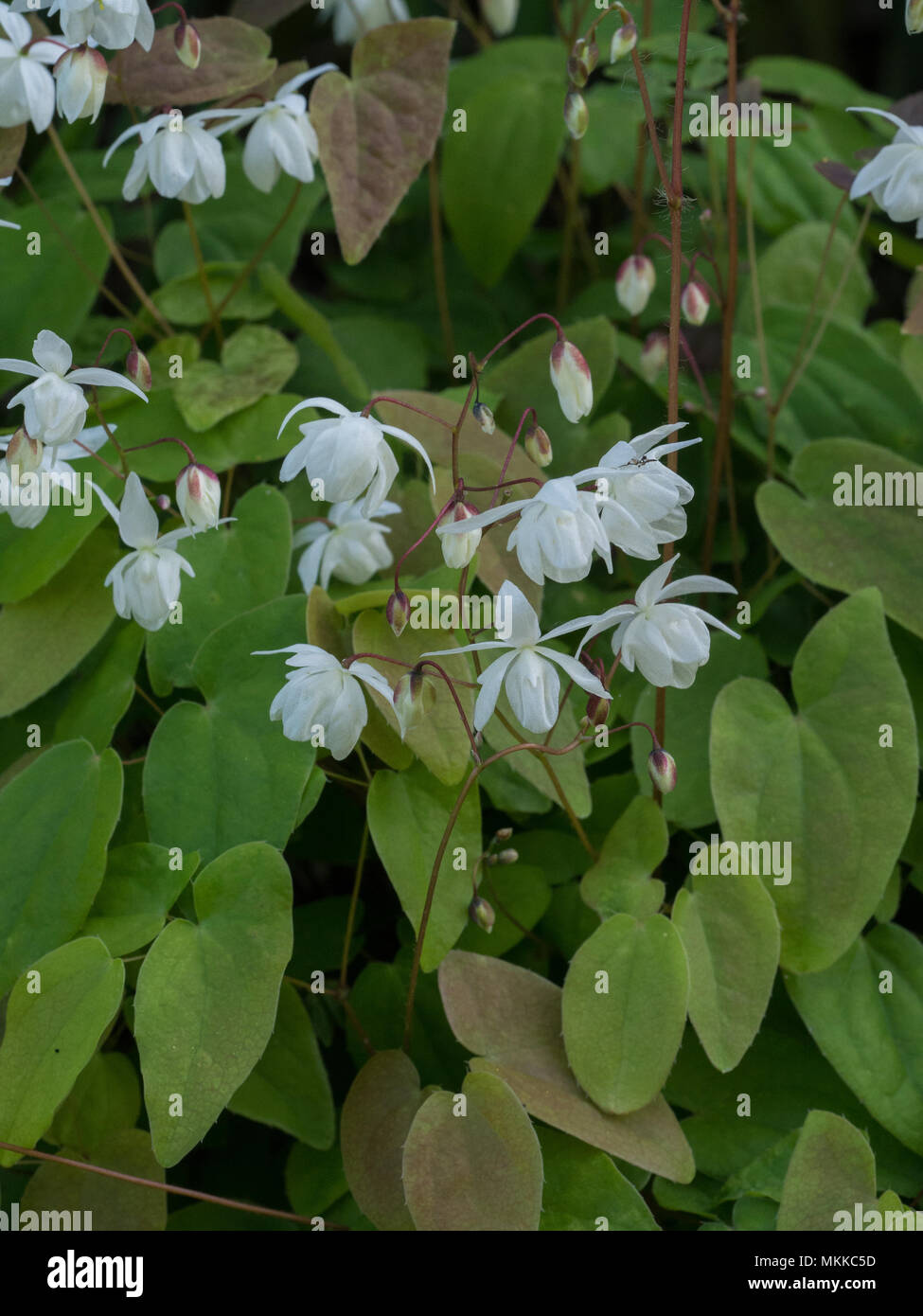 A close up of a group of white flowers of Epimedium x youngianum Niveum ...