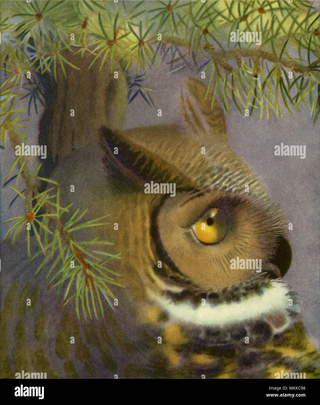 Classic owl hi-res stock photography and images - Alamy