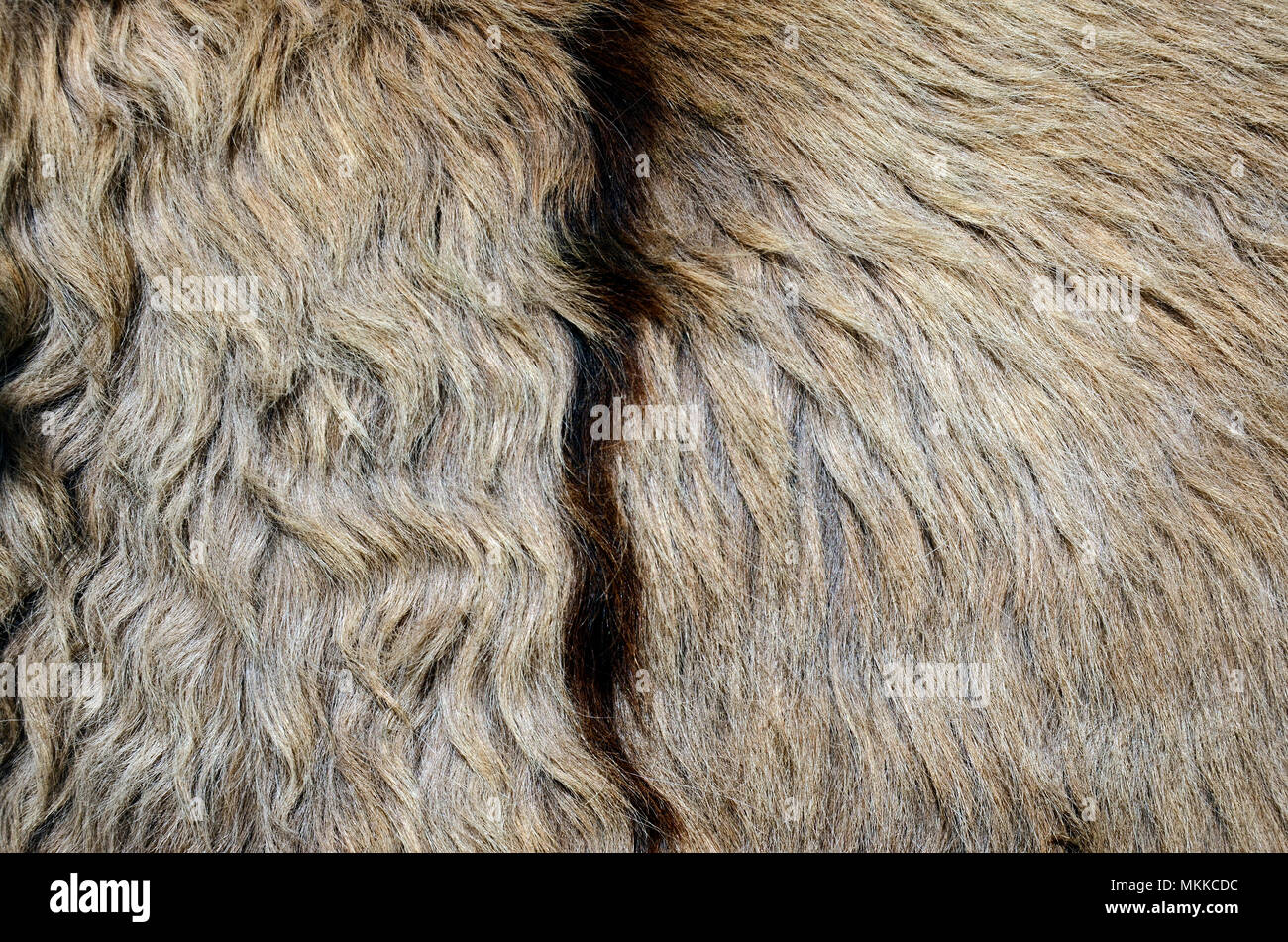 Donkey skin hi-res stock photography and images - Alamy