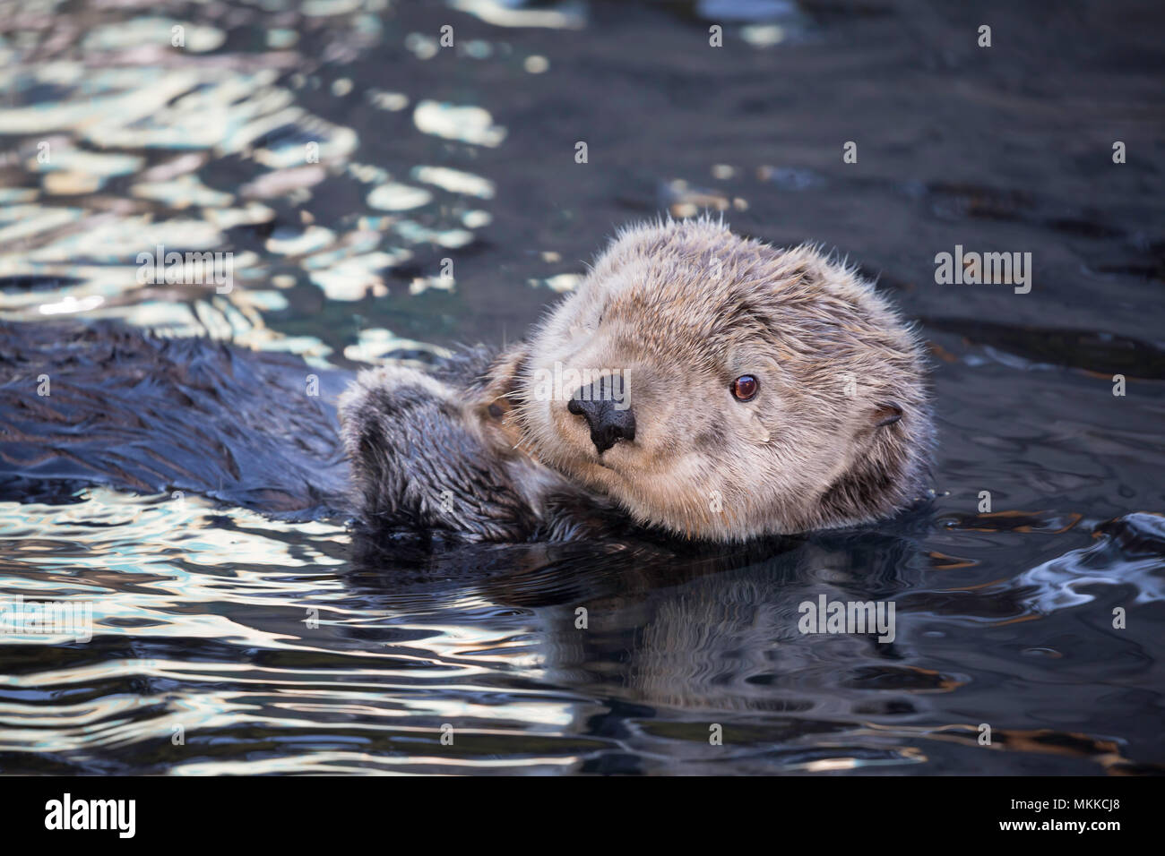 California sea otter hi-res stock photography and images - Alamy
